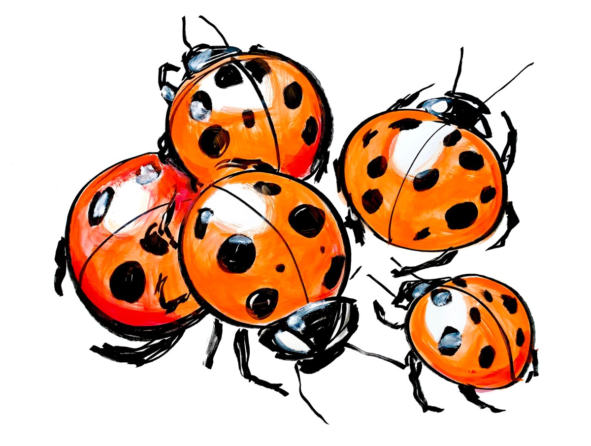 A few more ladybugs | Craig Ford’s Fine-Art Blog